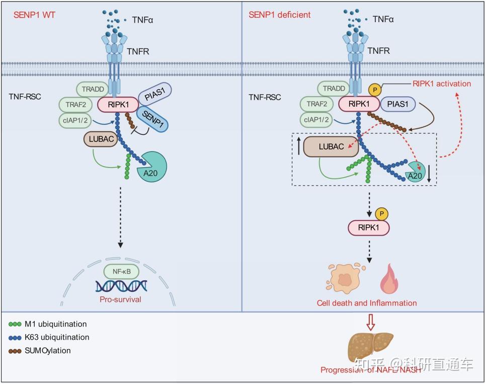 Nature子刊：发现SENP1通过抑制RIPK1介导的凋亡和炎症抑制脂肪性肝炎 - 知乎