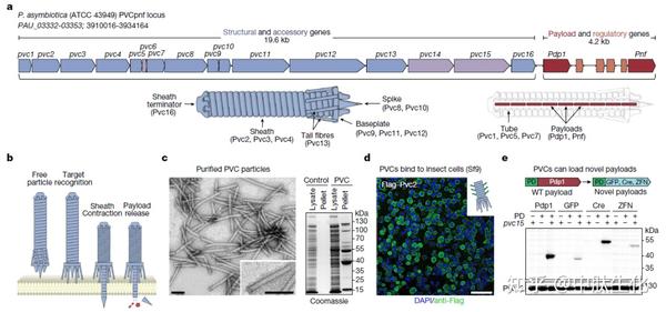 张锋最新Nature论文：借助AlphaFold，改造出全新蛋白质定向递送系统 - 知乎