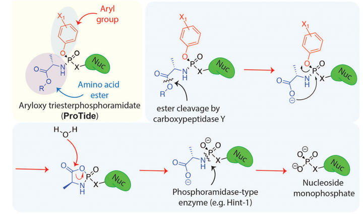 ProTide：前药技术该何去何从？ - 知乎