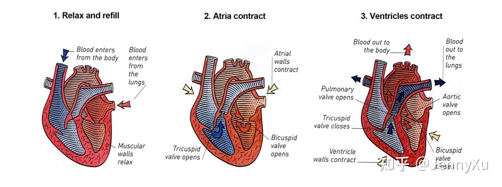 The heart 02 – how the heart beats - 知乎