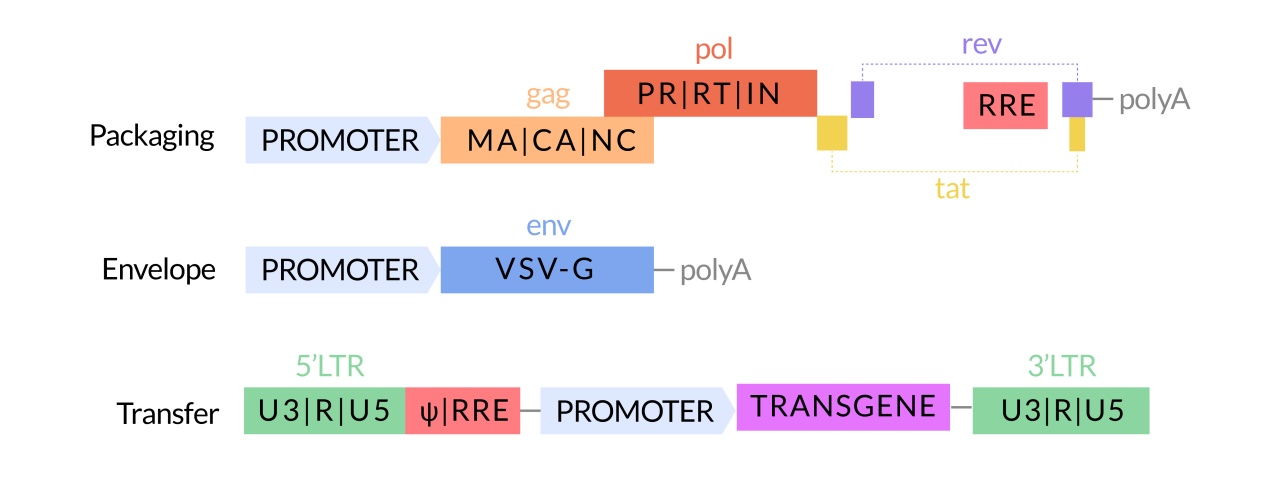 载体构建入门攻略——慢病毒载体篇 - 知乎