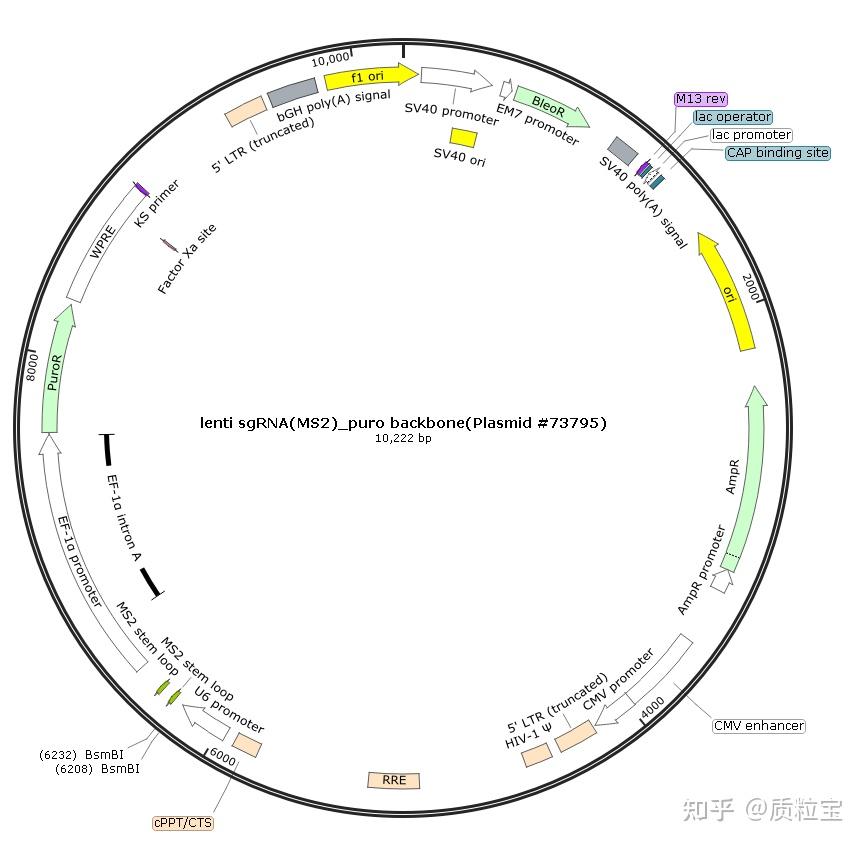lenti sgRNA(MS2)_puro backbone(Plasmid #73795) - 知乎