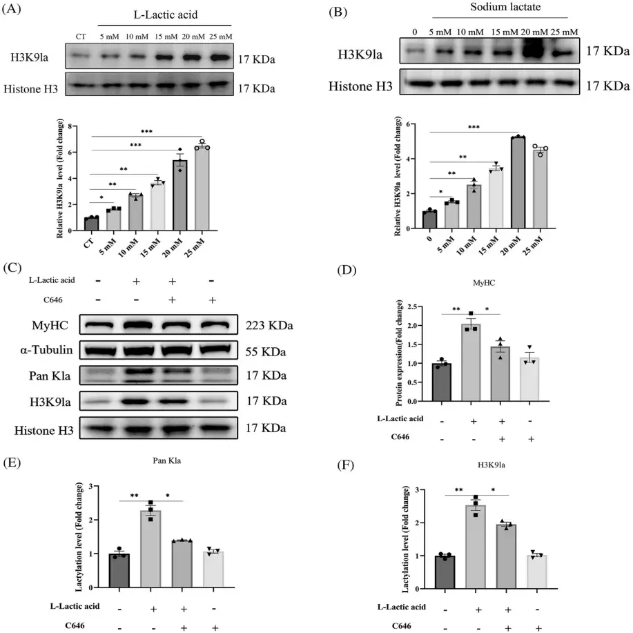 组蛋白乳酸化 | CUT&Tag+RNA-seq联合解析H3K9la介导的肌肉发育调控机制 - 知乎