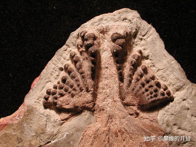 【地球演义】第二百七十九回 锦鳞记8：谁云涸辙困波臣 - 知乎