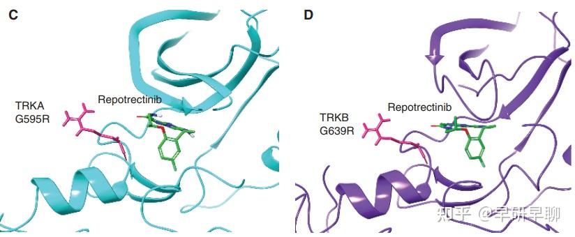 从靶向药“新贵”瑞普替尼（Repotrectinib）看小分子大环化 - 知乎