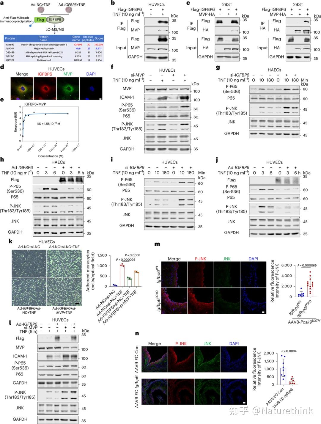 内皮胰岛素样生长因子结合蛋白6（IGFBP6）抑制血管炎症和动脉粥样硬化 - 知乎