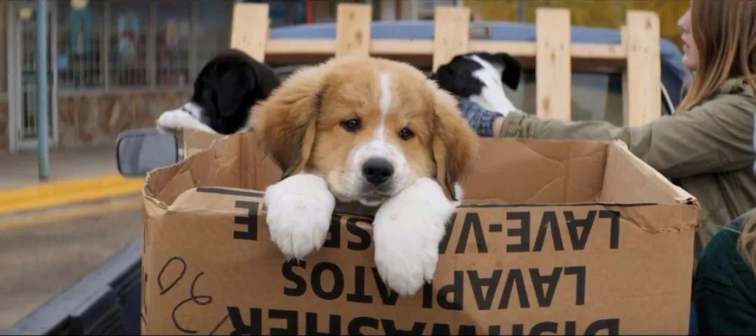 under是“在下面”，dog是“狗”，那underdog是什么意思？ - 知乎