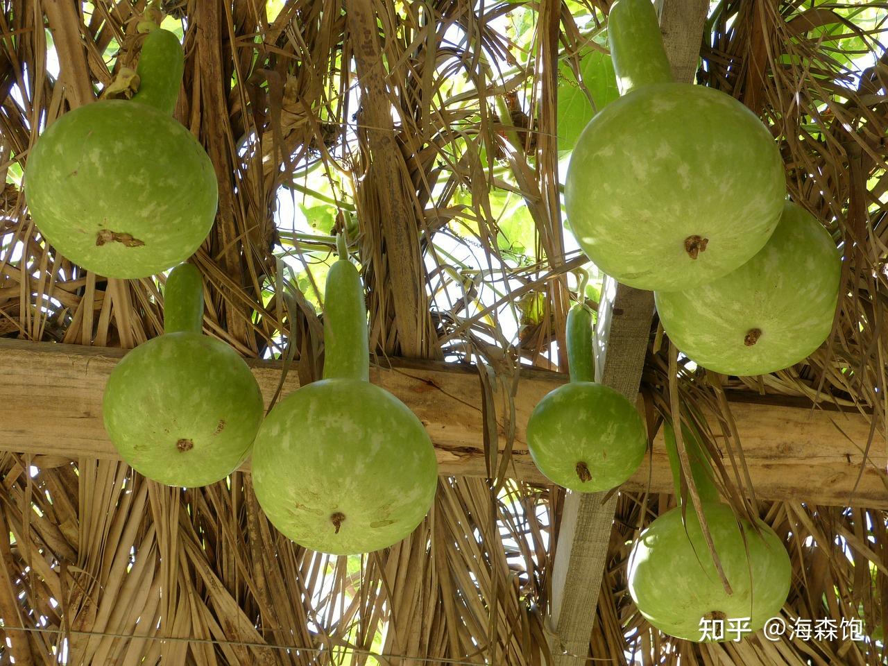 calabash - 知乎