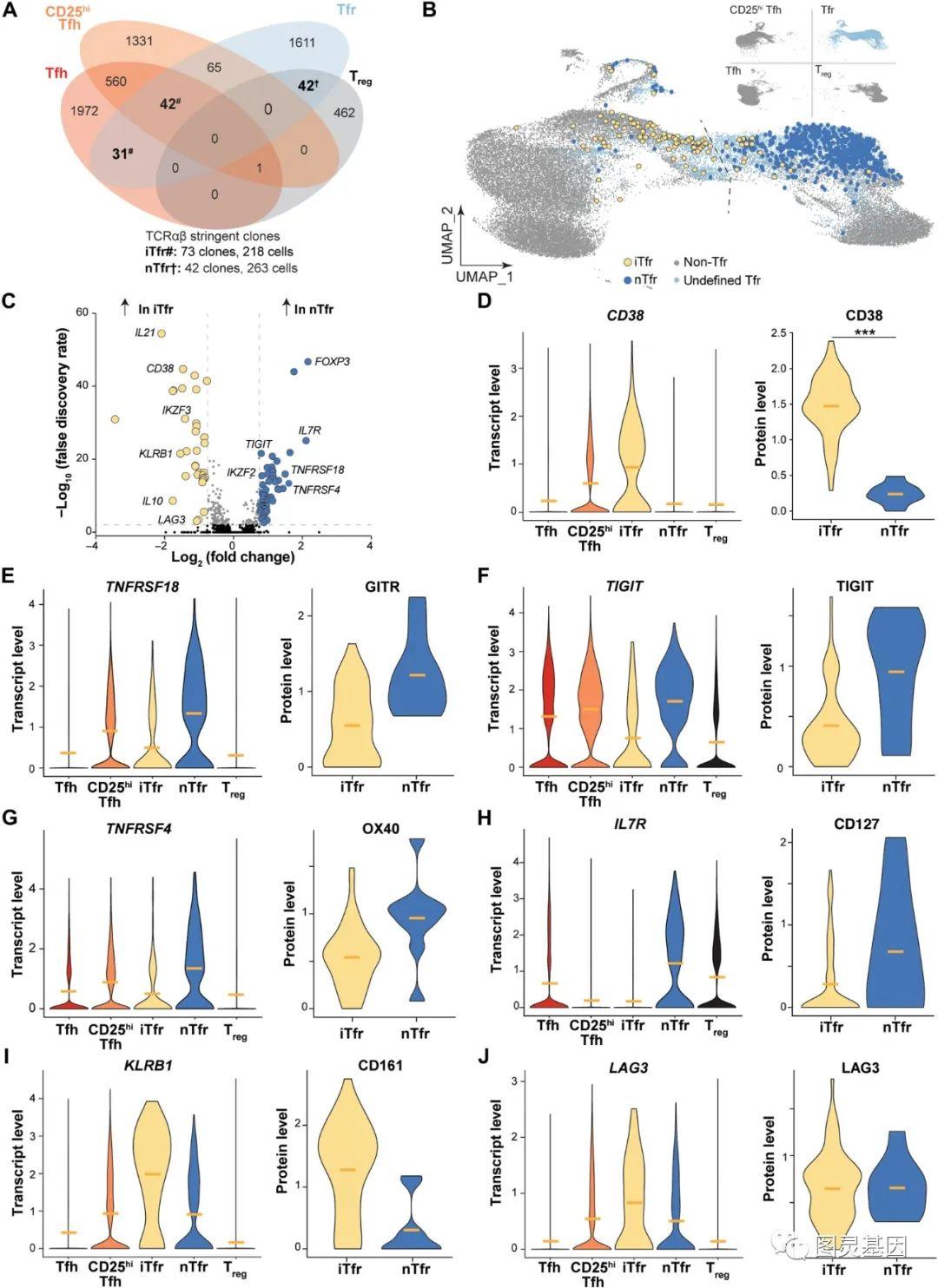 Sci Immu | 人类滤泡辅助T细胞克隆, 功能和位置异质性与免疫机制 - 知乎