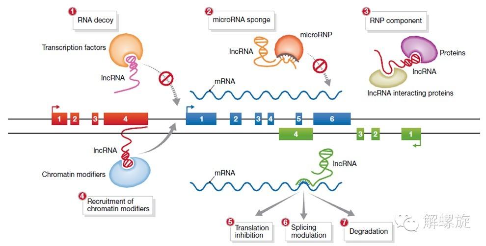 一文参透：lncRNA研究思路、模式和数据库应用... - 知乎