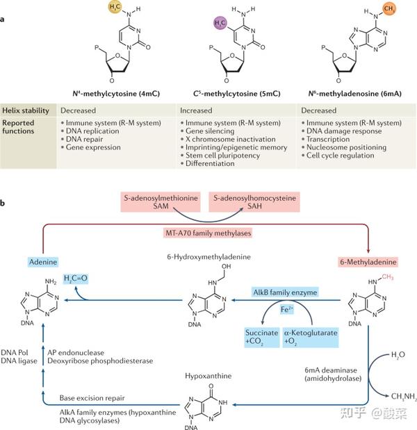 这篇来自59分Nautre子刊的重磅综述为你揭秘6mA的前世今生！ - 知乎