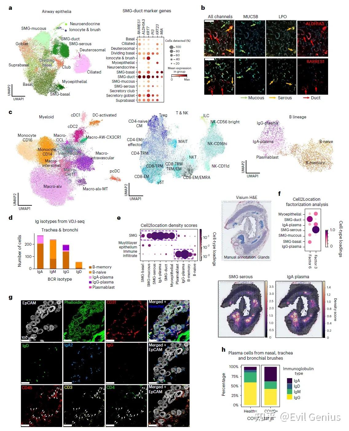 Nat Genetics|单细胞、单核、VDJ、空间构建肺全图谱和免疫生态位 - 知乎