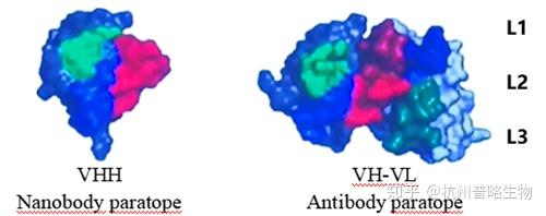纳米抗体——创新药物研发新动力 - 知乎