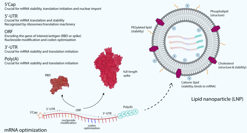 【耀文解读】深度解析mRNA序列元件：Cap, CDS, UTR, polyA - 知乎