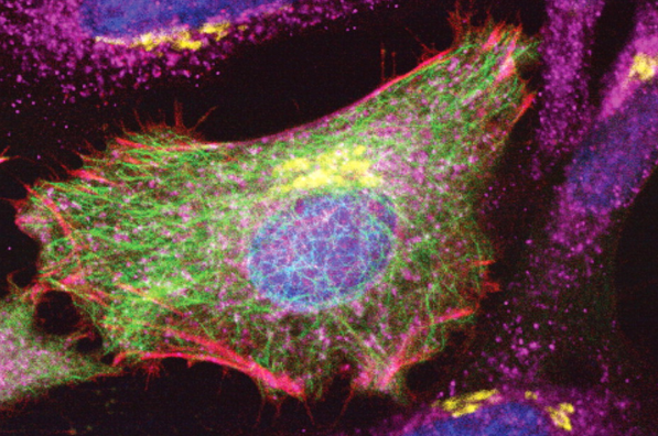荧光标记聚-L-组氨酸PHis/荧光标记聚-L-酪氨酸PTyr - 知乎