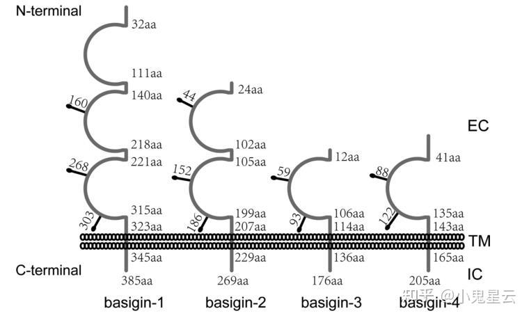 新冠病毒有其他受体(8)：CD147（上） - 知乎