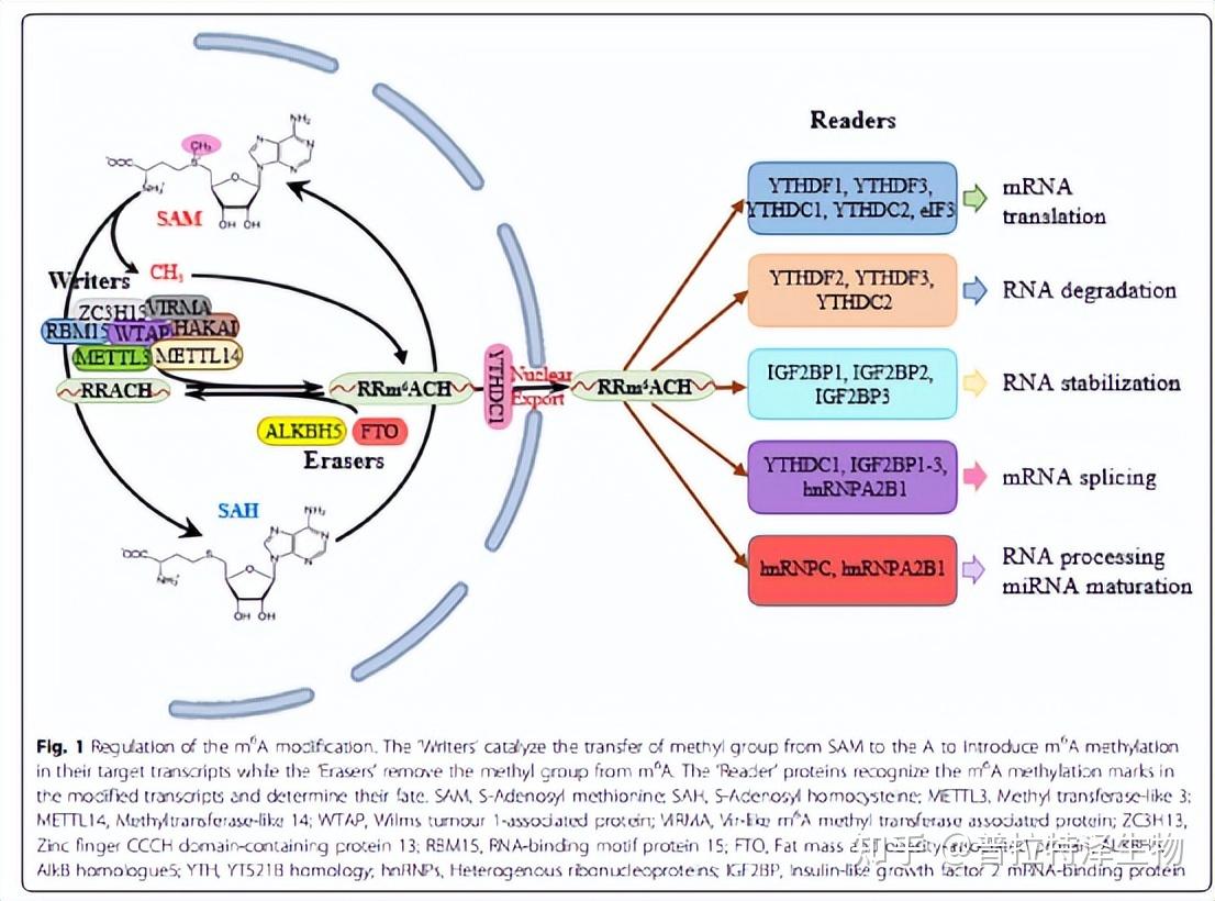 文献解读：m6A对多个致癌通路的影响和调控机制 - 知乎
