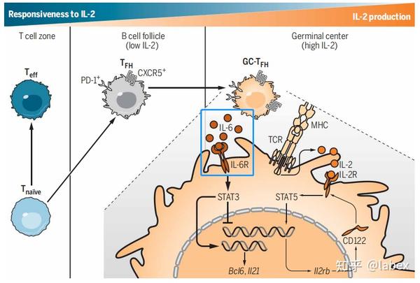 炎性多因子检测之白介素细胞6(IL-6) - 知乎