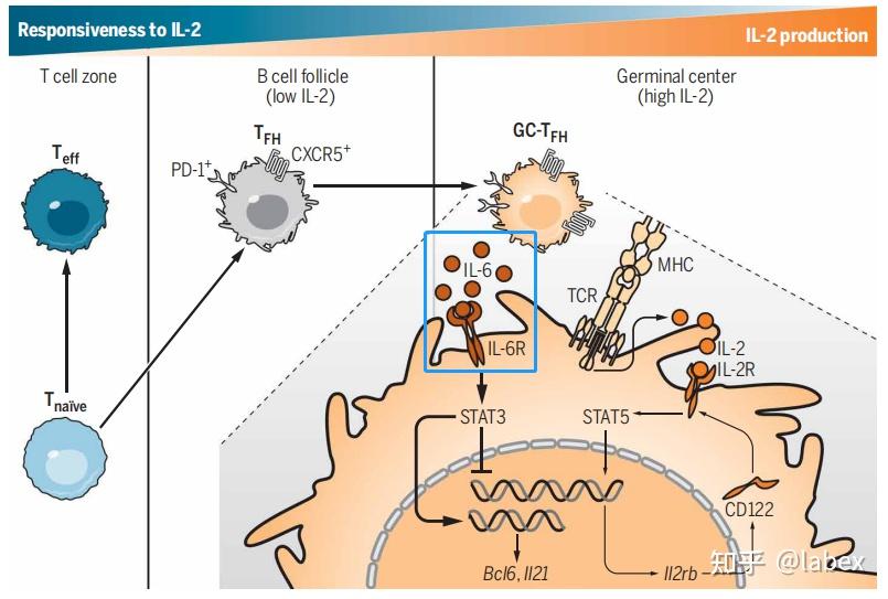 炎性多因子检测之白介素细胞6(IL-6) - 知乎