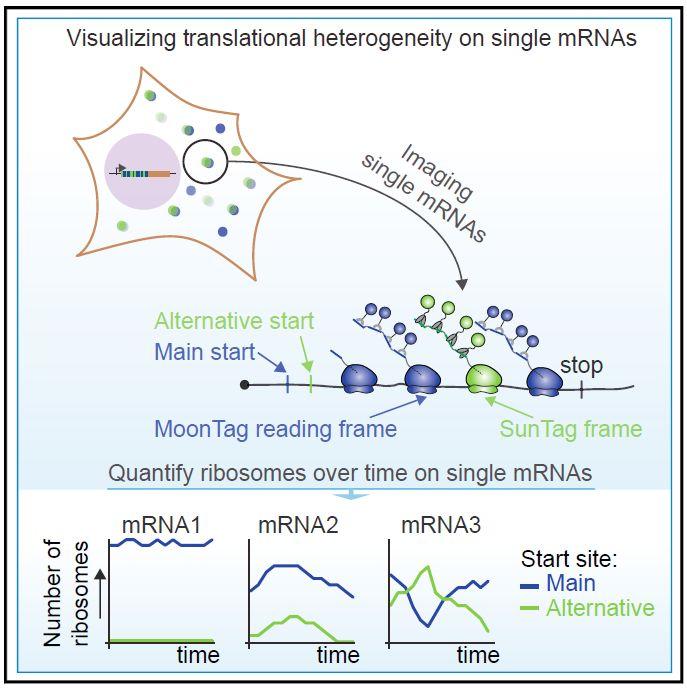 Cell 新技术 | SunTag之后又来MoonTag，点亮单分子mRNA翻译过程 - 知乎