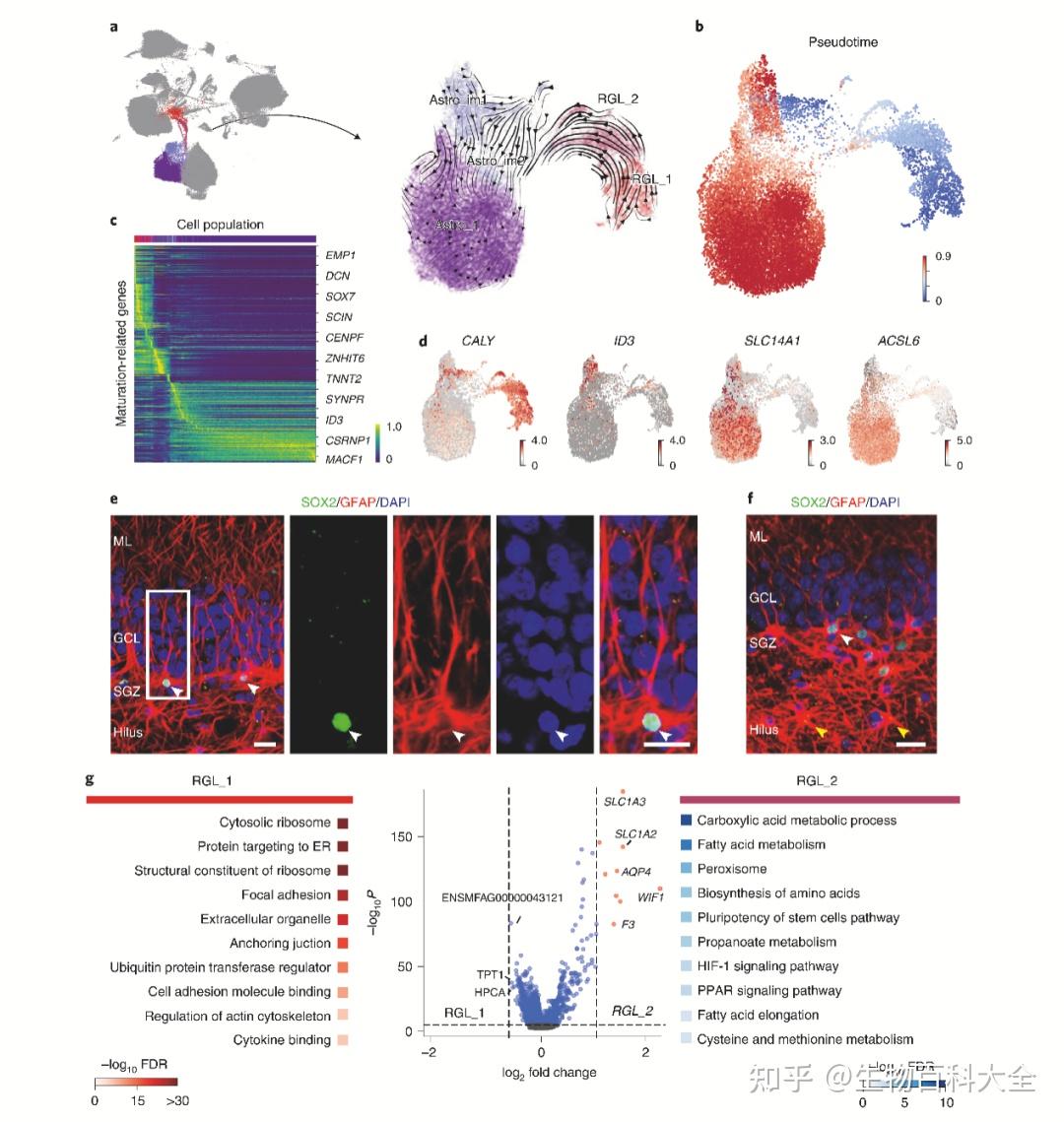 文献解读｜单细胞转录组学揭示成年猕猴海马的神经前体细胞群 - 知乎