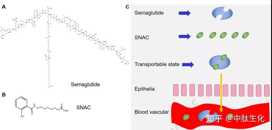 浅谈蛋白质和多肽类药物的口服给药 - 知乎