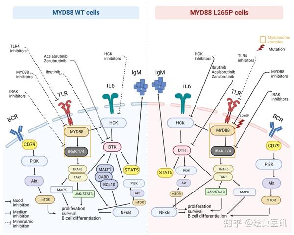 IgM单克隆丙种球蛋白病区分MYD88野生型和突变型，到底有啥区别？ - 知乎