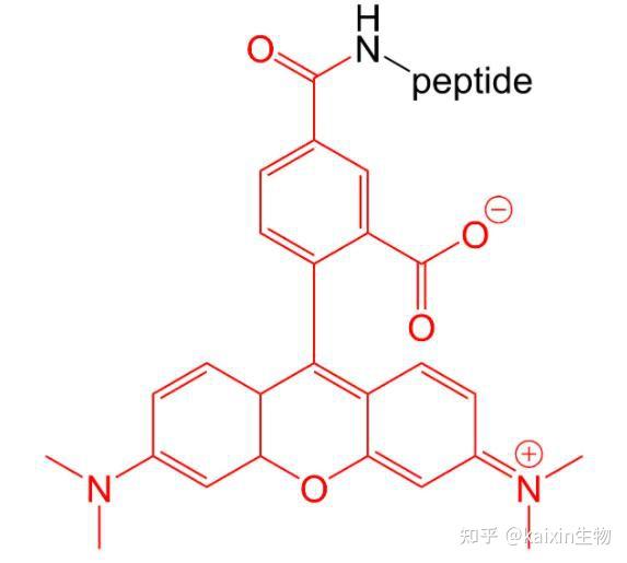 荧光标记多FITC/AMC/FAM/Rhodamine/TAMRA/Cy3/Cy5/Cy7-Peptide - 知乎