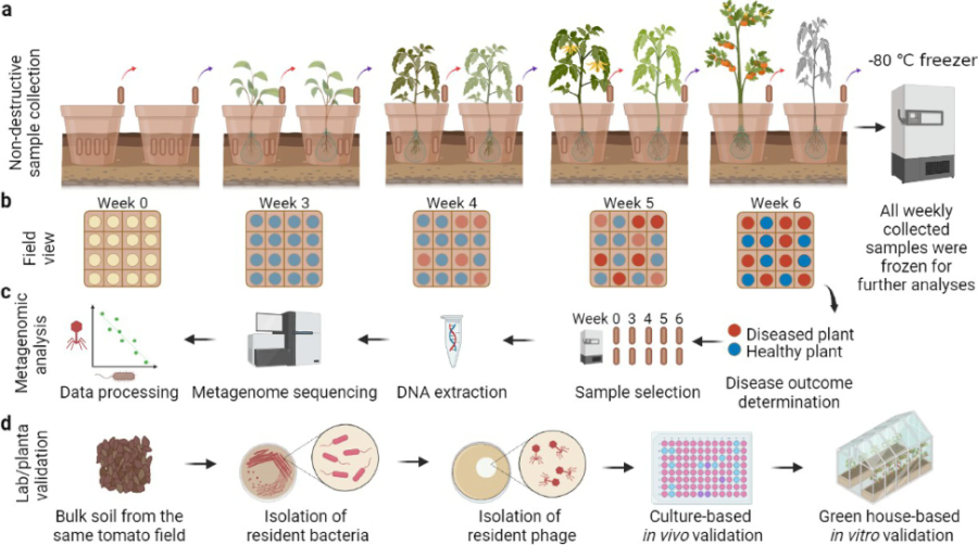 Microbiome | 南京农业大学研究揭示根际噬菌体群落驱动土壤对枯萎病抑制的机制！ - 知乎