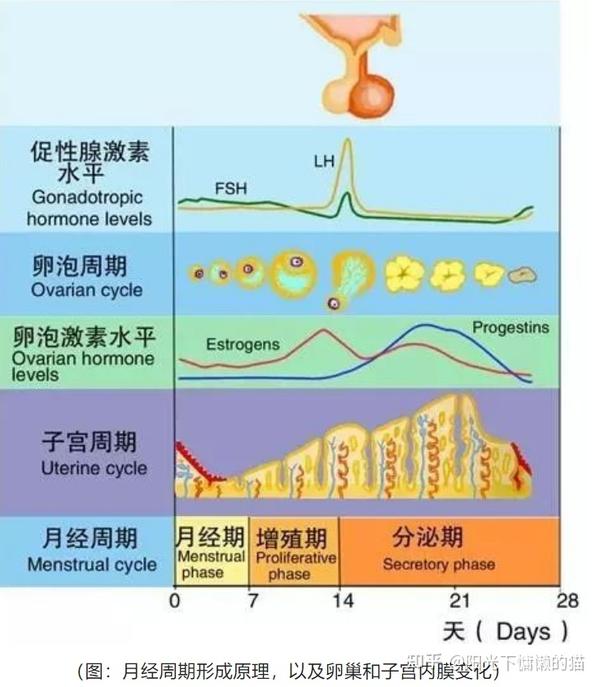 女性几岁开始卵巢功能减退?女性怎么保养卵巢不衰老? 知乎