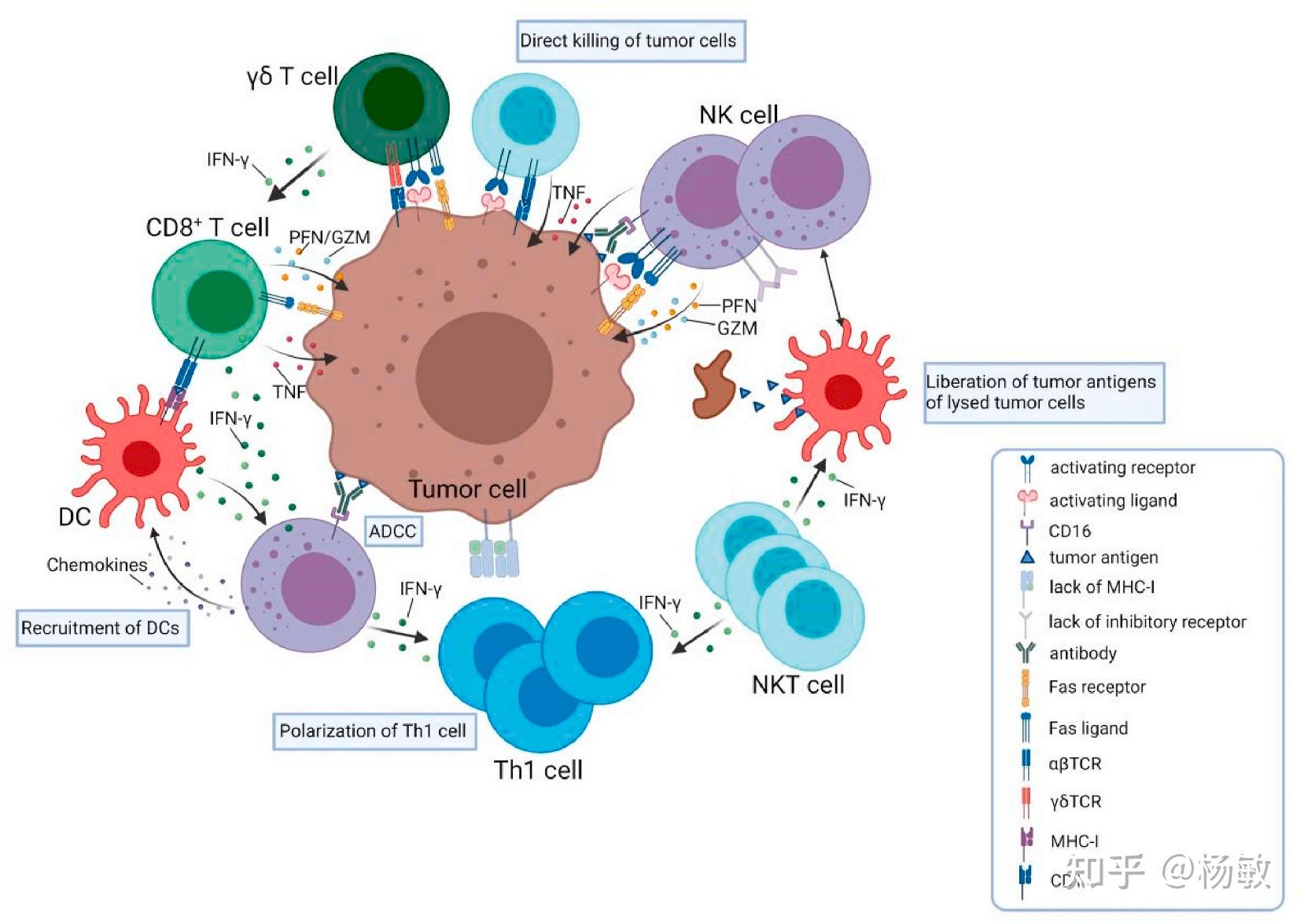 固有免疫细胞杀手如何在结直肠癌中起作用？ - 知乎