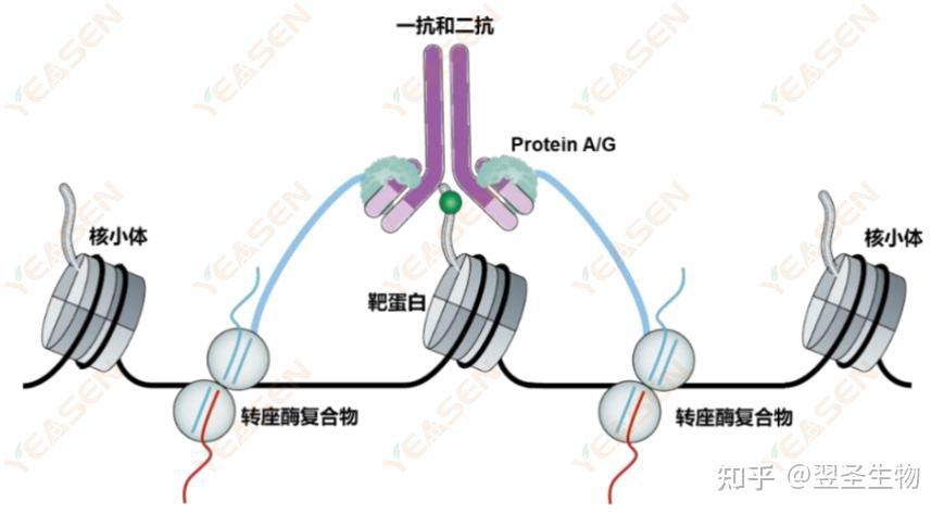 CUT&Tag高能出击 ——看ChIP-Seq的进化形态如何玩转实验! - 知乎