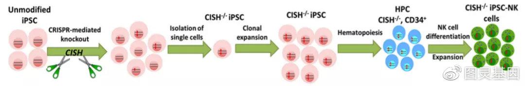 Cell子刊 | 敲除人iPSC衍生的NK细胞中CISH基因来增强抗肿瘤活性 - 知乎