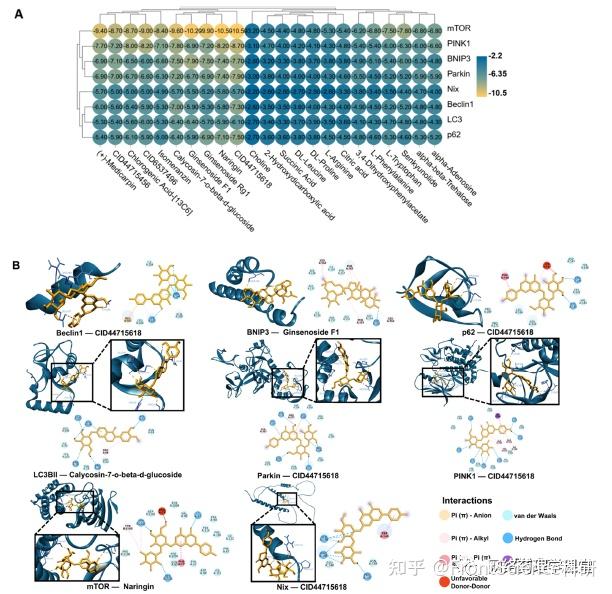 IF10.334|整合网络分析和实验验证揭示益气活血方治疗心肌缺血/再灌注损伤的线粒体自噬相关机制 - 知乎