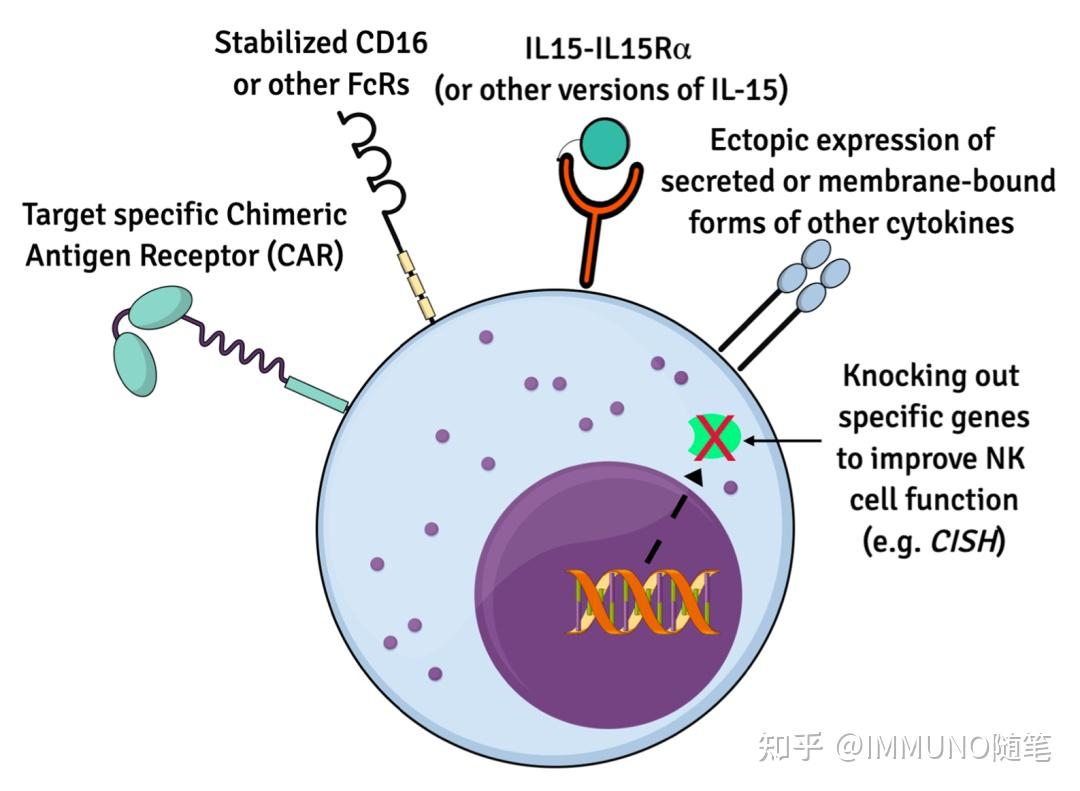 iPSC-NK细胞疗法之概述篇（一） - 知乎