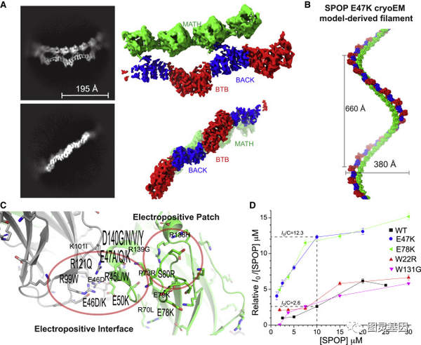 Mol Cell | 揭示SPOP蛋白如何在癌症中发挥作用 - 知乎