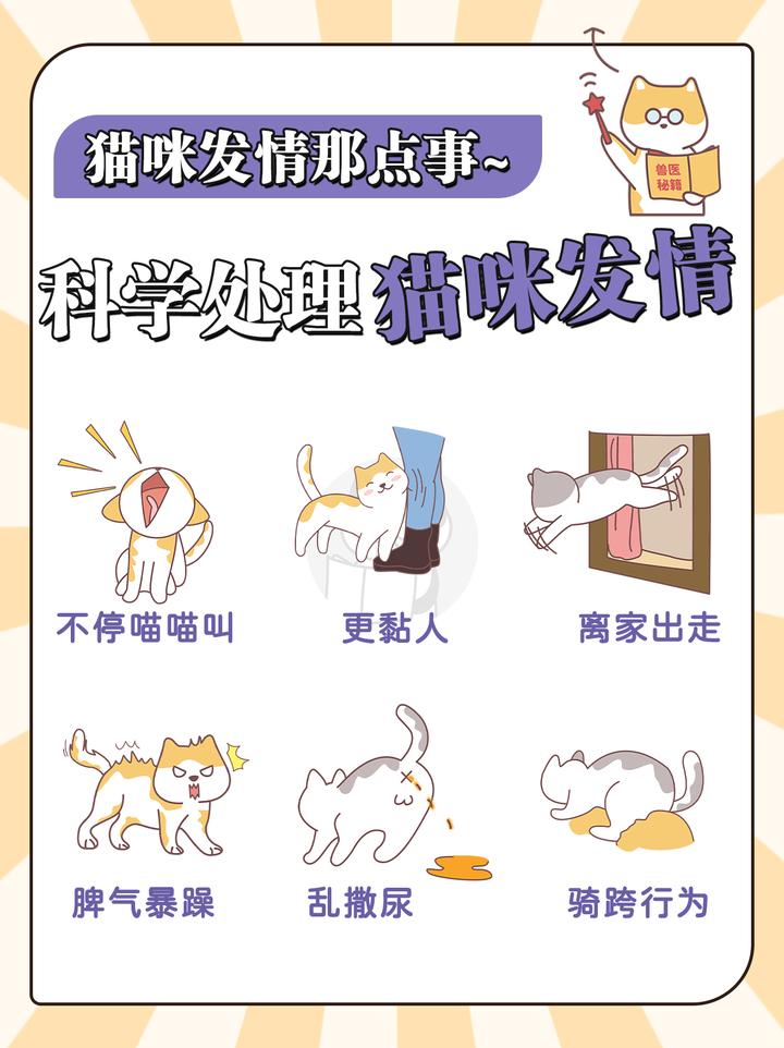 猫咪发情不要慌！发情表现及注意事项 知乎