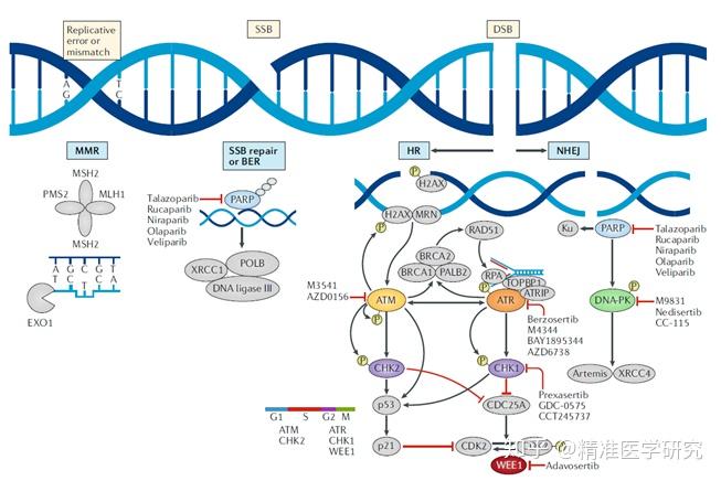 分享|DDR基因的临床用药指导意义 - 知乎