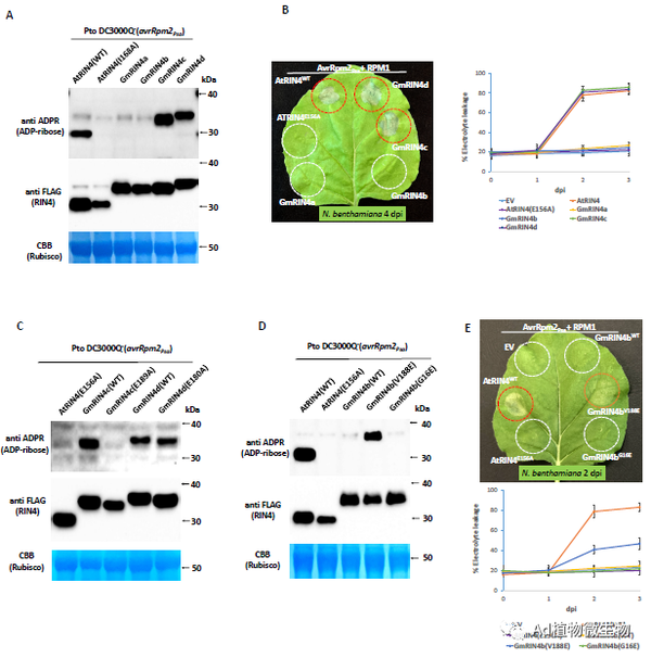 Plant Cell | 研究揭示植物病原细菌效应蛋白激活宿主抗性的机制！ - 知乎
