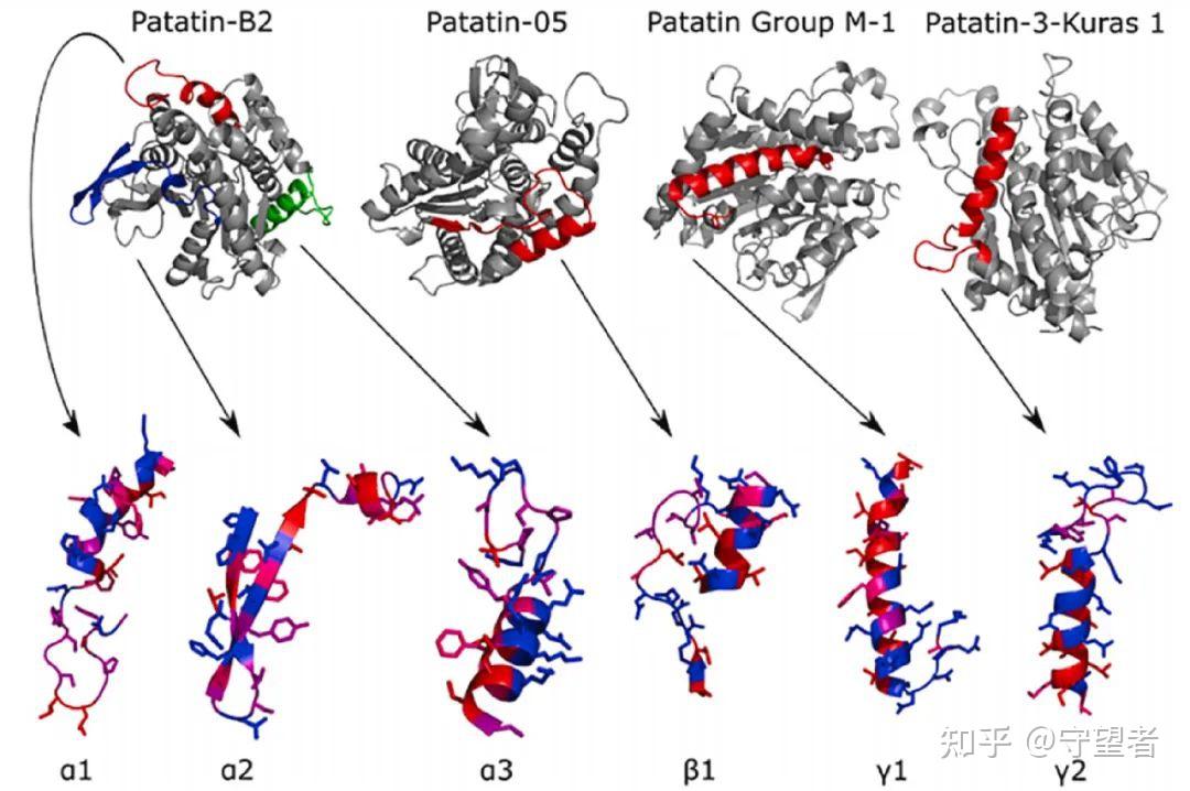Trends in Food Science & Technology：肽/蛋白水解物及其衍生物作为乳化剂用于提升乳液的物理和氧化稳定性 - 知乎