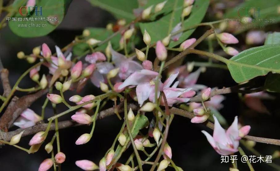 国家一级濒危珍稀植物：坡垒 - 知乎