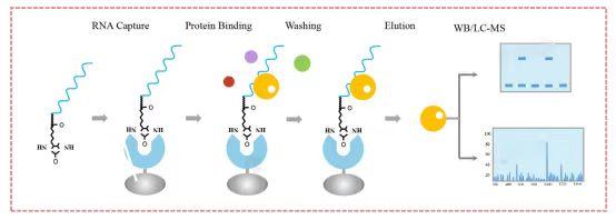 实验干货|RNA pull-down实验原理及应用解析 - 知乎