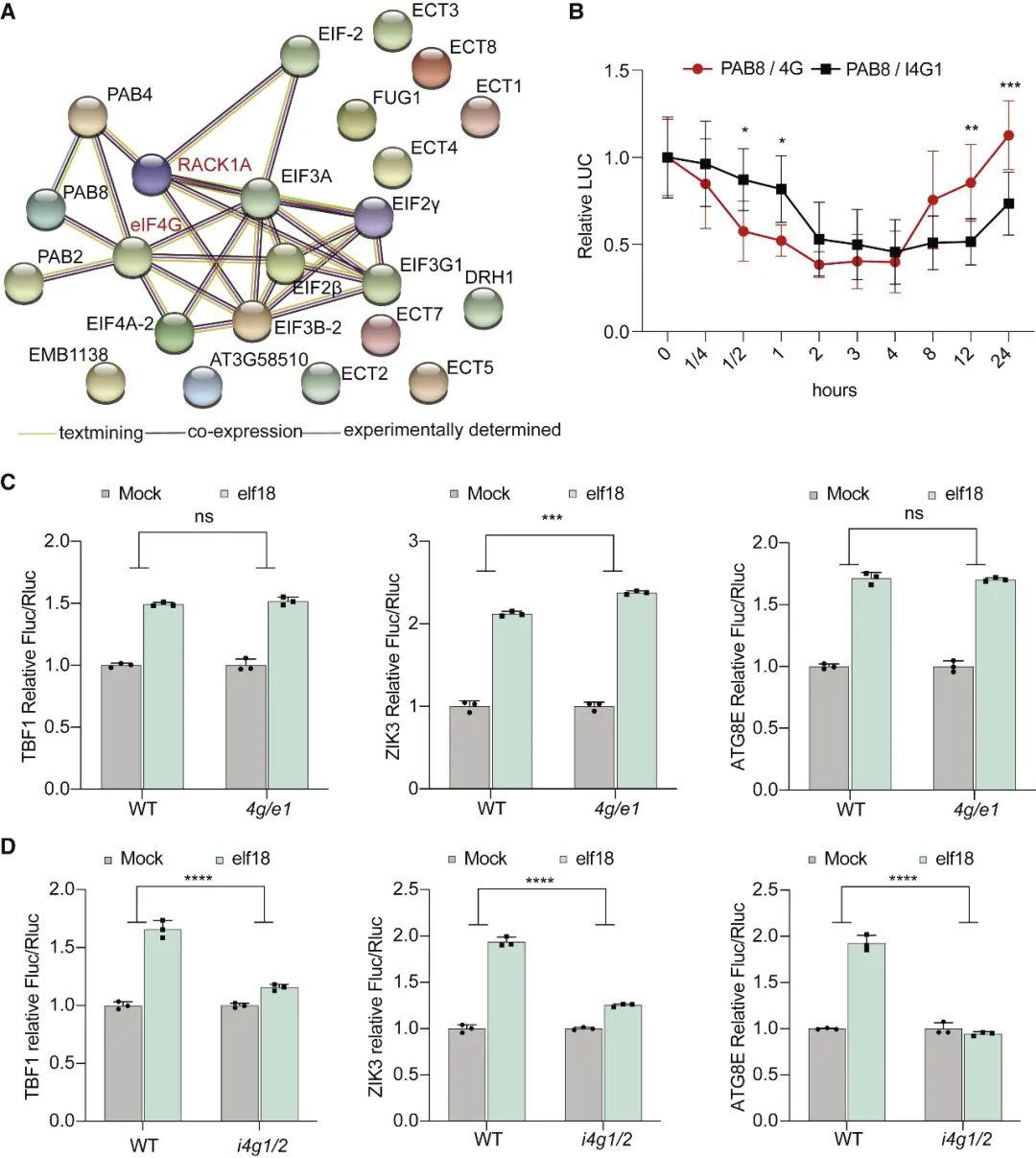 Cell | 杜克大学董欣年团队研究揭示植物免疫中新的翻译启动机制！ - 知乎