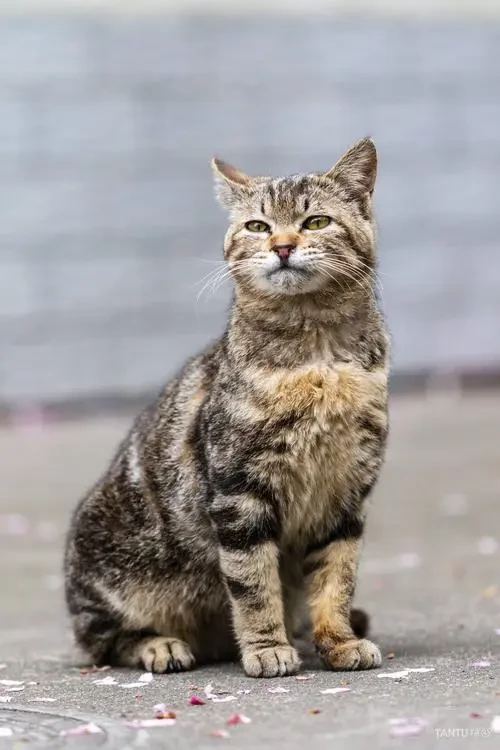 狸花猫科普|国产的灭鼠大队队长 - 知乎