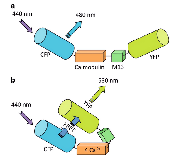 荧光蛋白的升级用法 - 知乎
