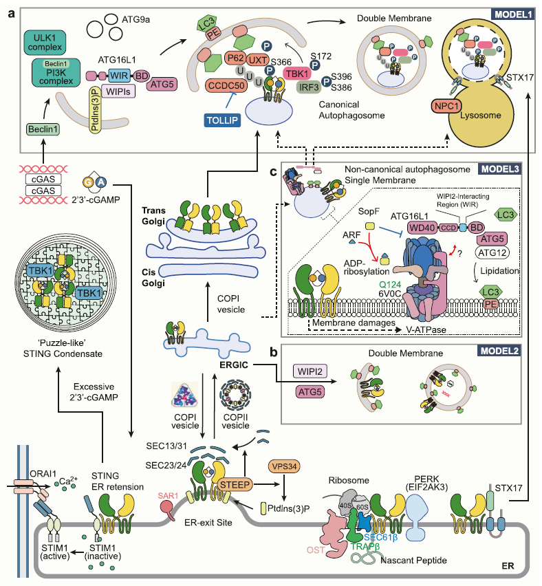STTT 综述︱张子力/周海锋/胡德胜团队发表cGAS-STING信号通路长篇综述 - 知乎