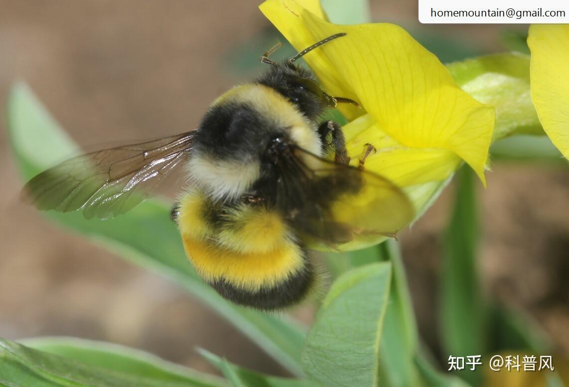 甜蜜毛球——熊蜂 - 知乎