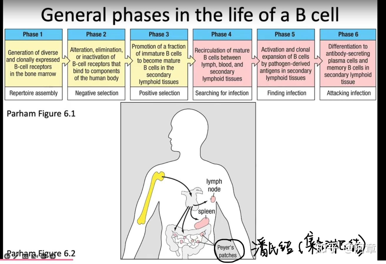 B细胞的发育1 - 知乎