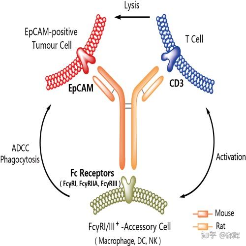 CD3靶点治疗分析 - 知乎