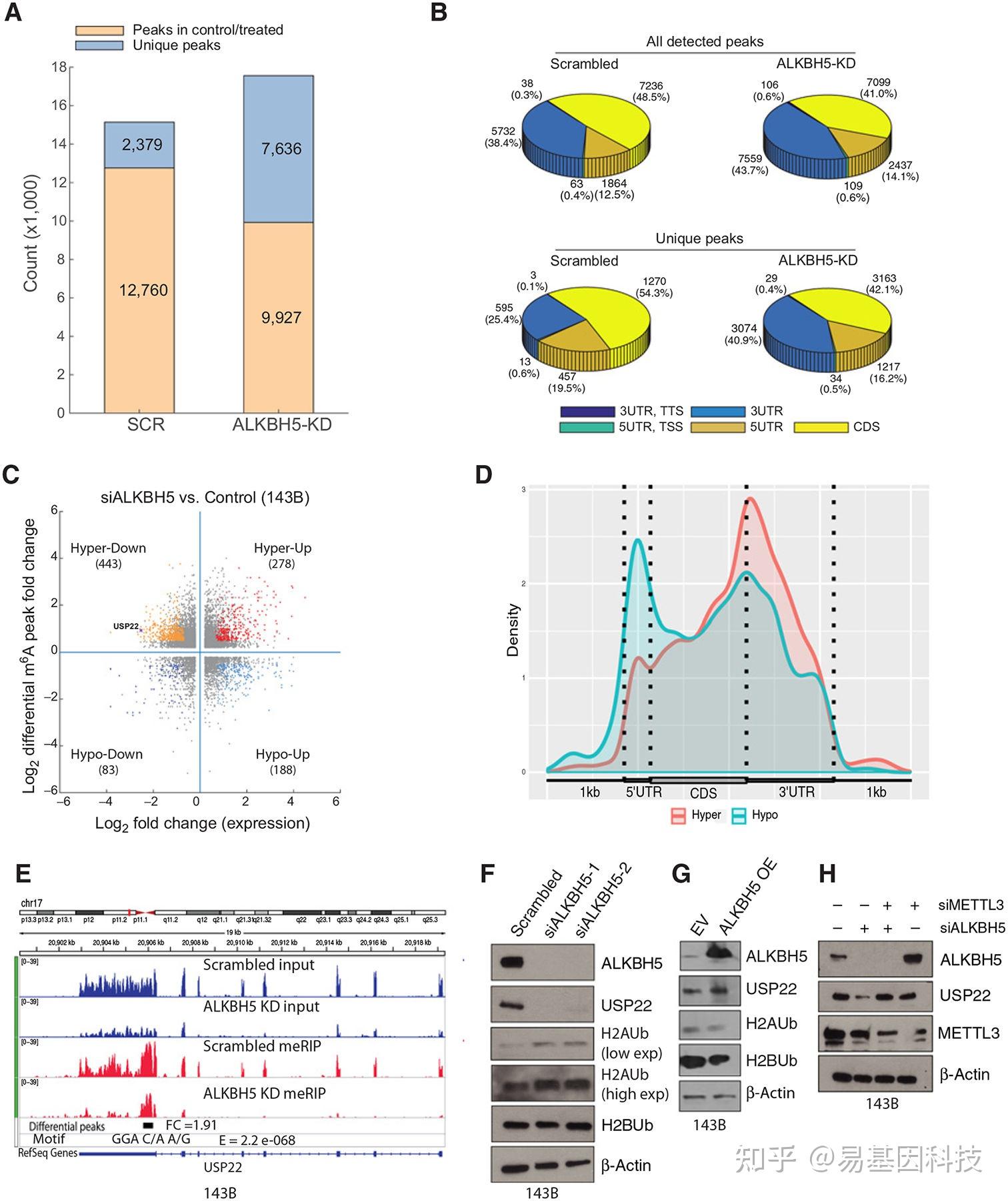 易基因｜MeRIP-seq揭示m6A RNA甲基化通过调控组蛋白泛素化来促进癌症生长和进展：Cancer Res - 深圳市易基因科技 - 博客园